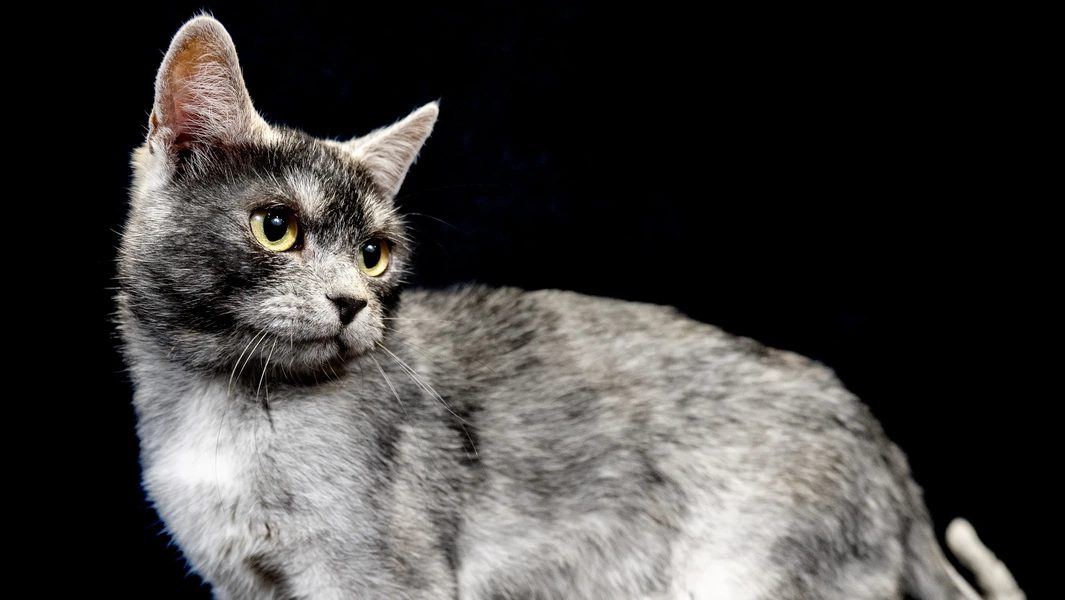 7 most expensive and unique cat breeds