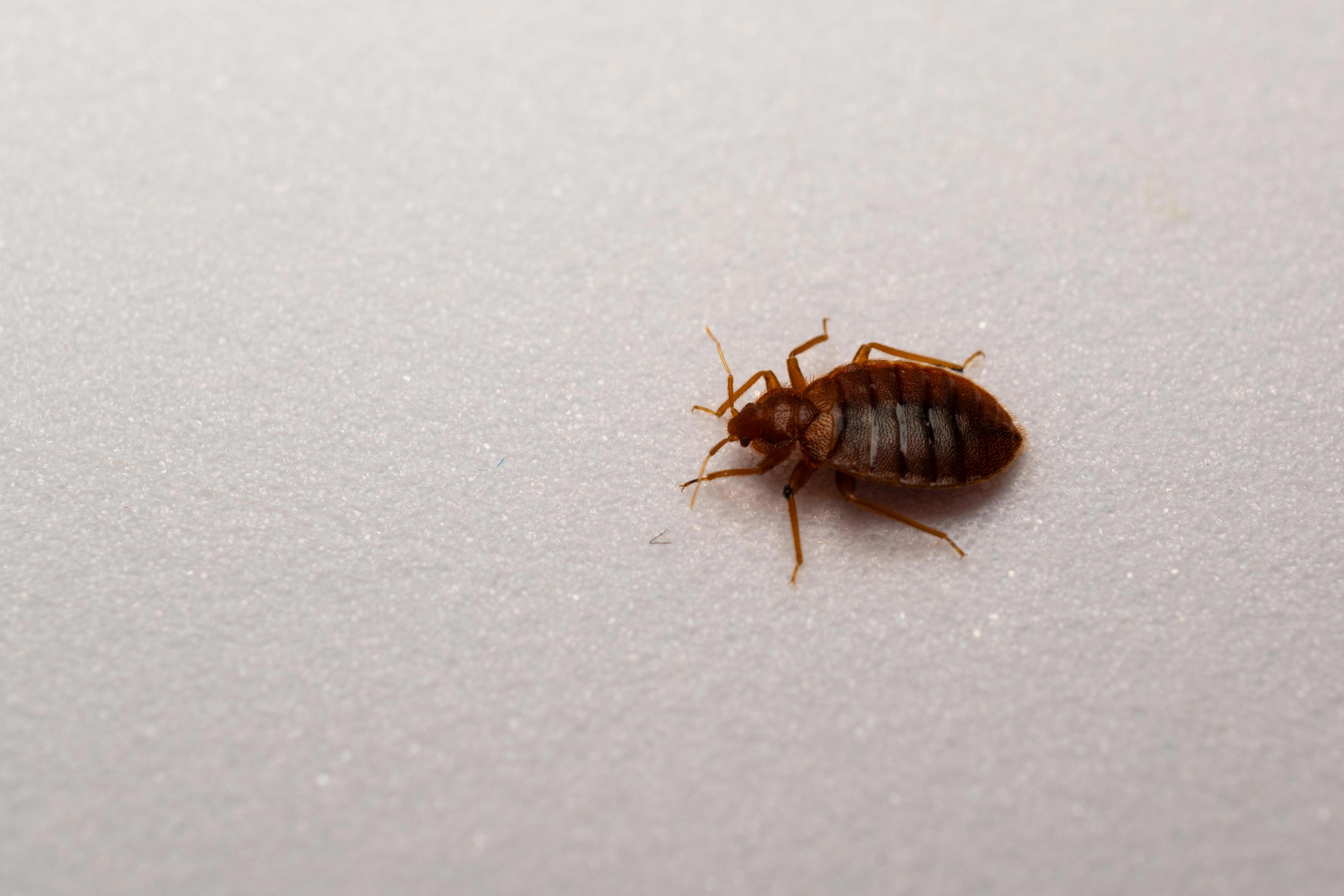 Popular European tourist destination ranked worst city for bed bugs