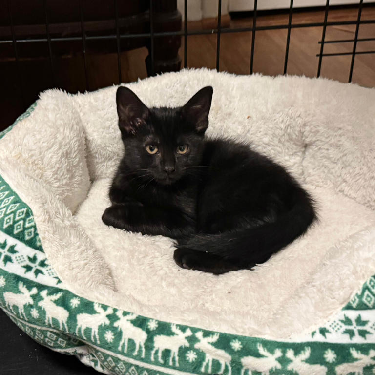 Bonded black kittens Luna and Nova seek home together: Huntington ...