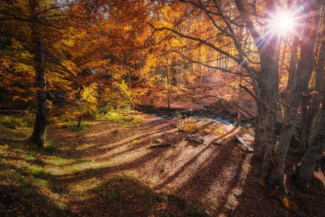 Why autumn light makes every room look its best