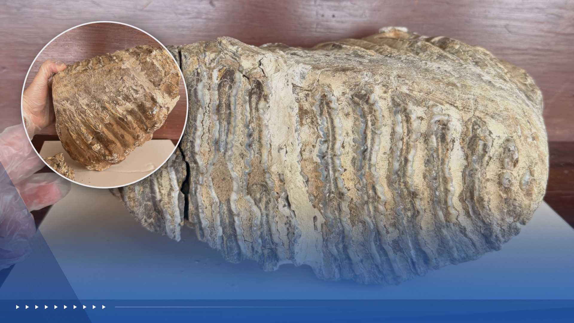 Mammoth tooth and bones found in pile of rocks at museum in Elk City