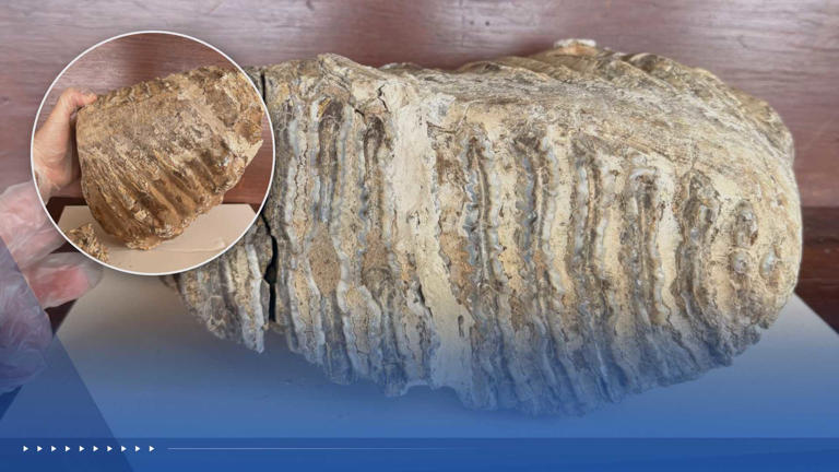 Mammoth tooth and bones found in pile of rocks at museum in Elk City