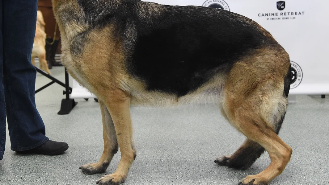 7 dog breeds often mistaken for German shepherds
