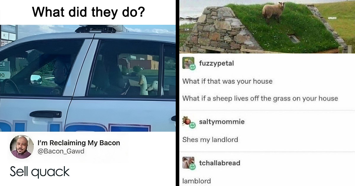 Cute & quirky: 47 hilarious animal memes and pics to turn your frown around