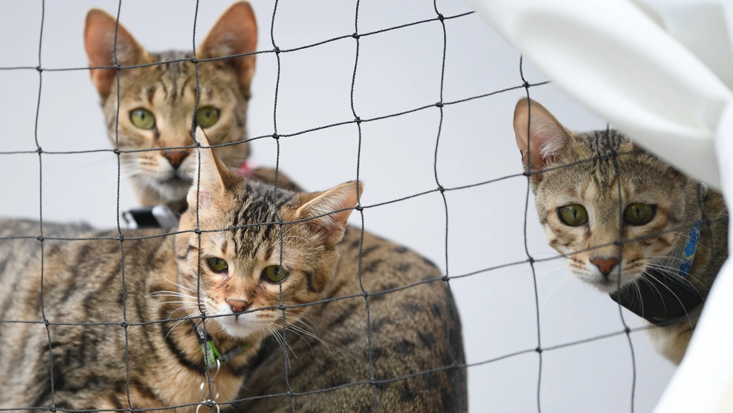 7 most expensive and unique cat breeds
