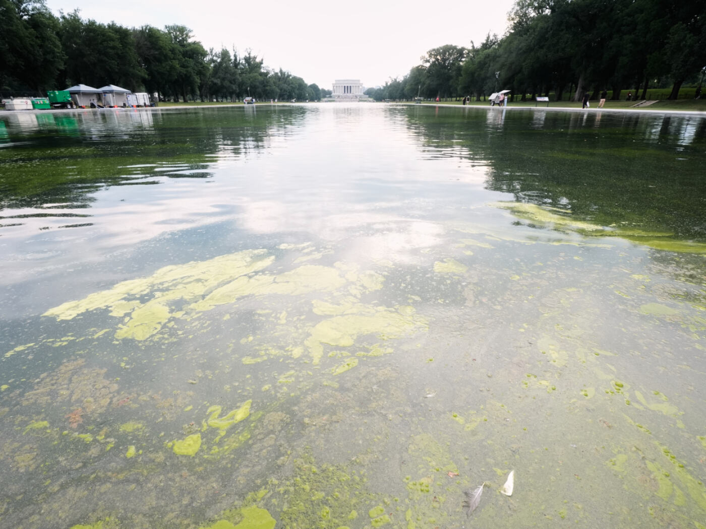 Trotz 14 Millionen Dollar - Washingtons Pool ist wieder grün
