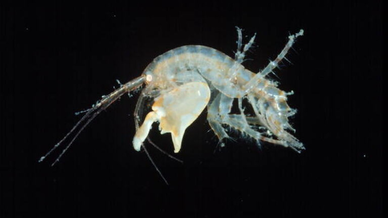 Research crews are still naming dozens of new species a year from the ...
