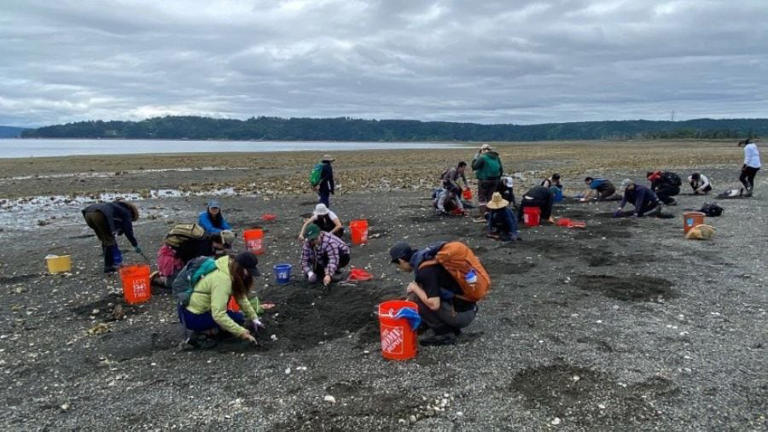 Hood Canal and Admiralty Inlet closed to shellfish harvesting after ...