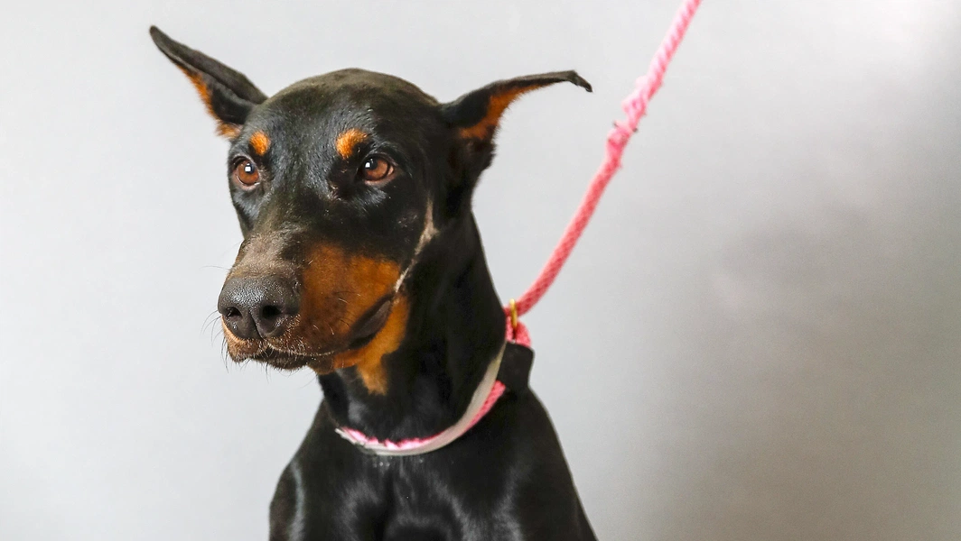 8 dog breeds devoted to one person