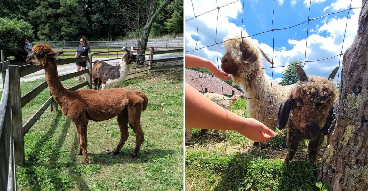 This North Carolina mountain farm lets you spend the day with alpacas ...
