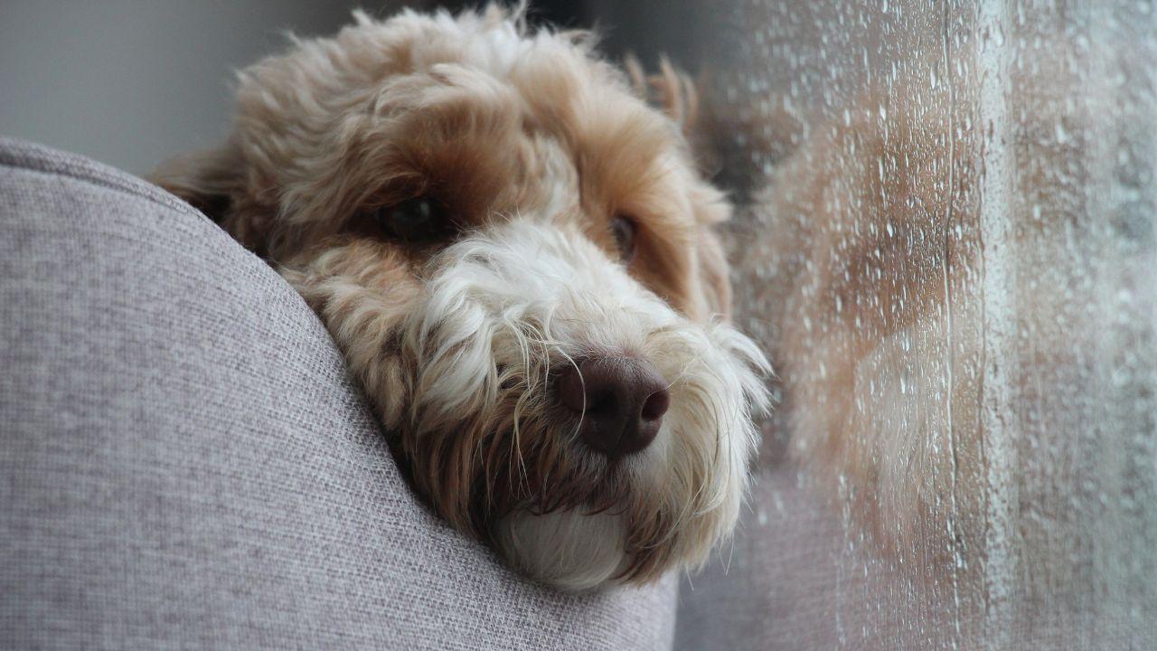Cachorros suspiram por um motivo especial; descubra qual