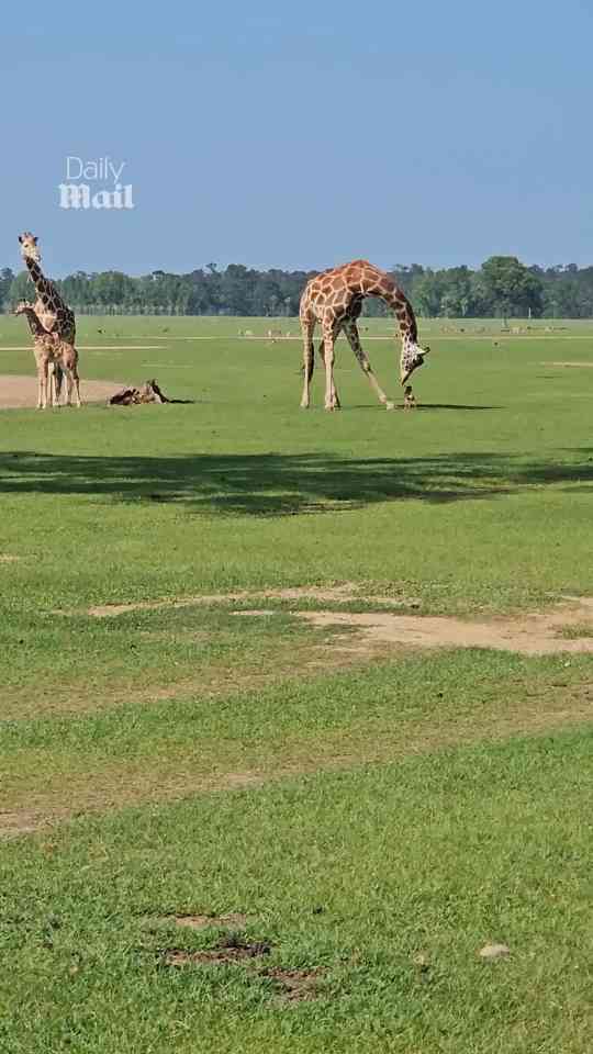 Giraffe and tiny deer form unlikely friendship