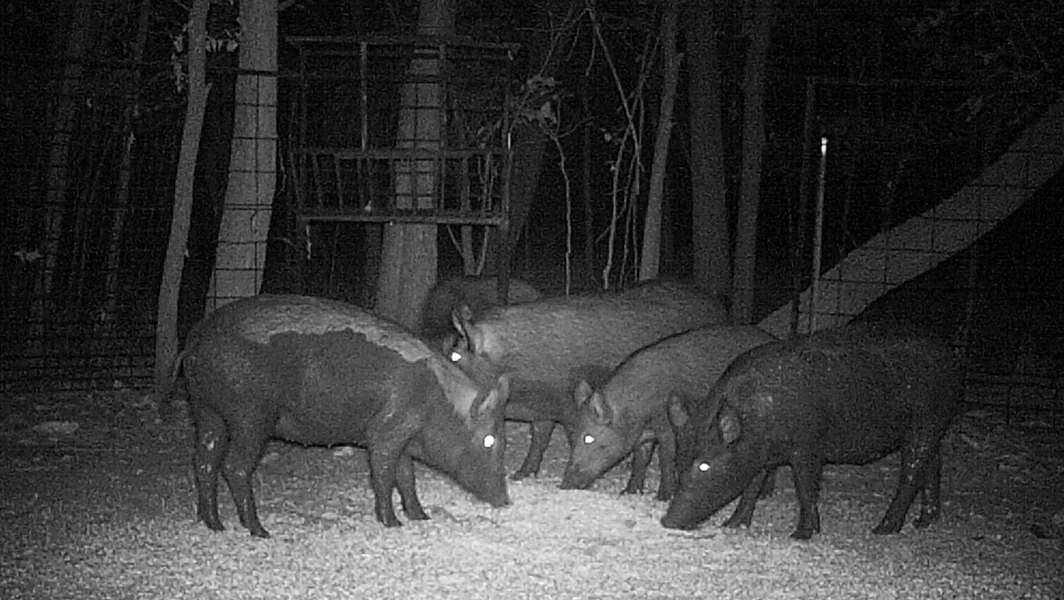 11 animals that damage pastures