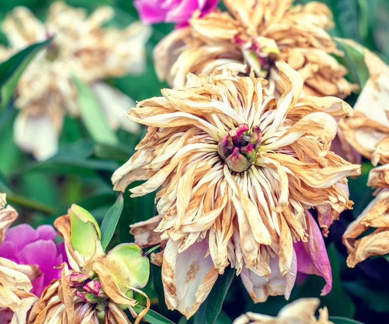 What to do with peonies in June once flowers fade – 6 tasks to do now ...