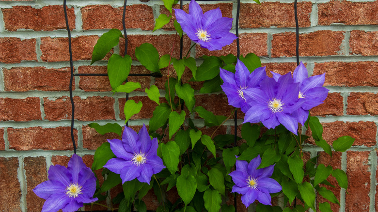 Not clematis or hydrangea: The vining plant that looks good on brick walls
