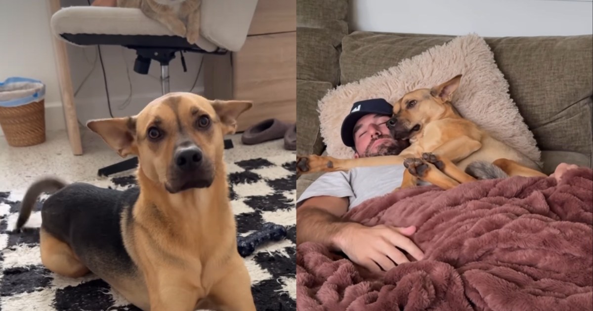 Rescue dog won't get on the couch until dad tells him to, then they ...