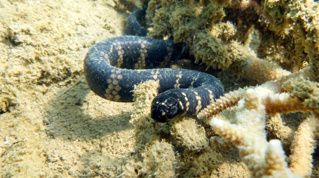 These sea snakes are changing colors near cities and the reason has ...