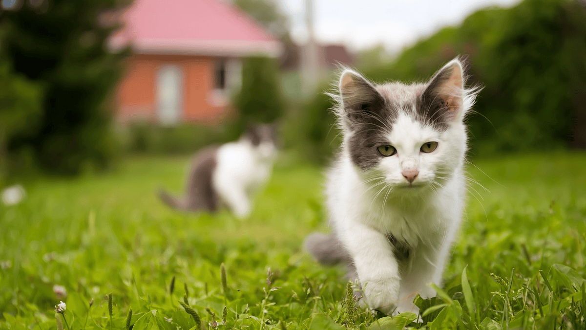 5 feline behaviors that seem to demonstrate a protective instinct