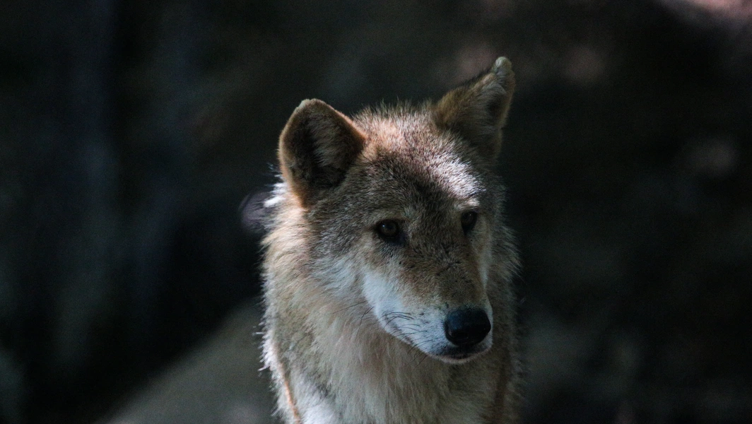 Wolves: Evolution, ecology, and human connections