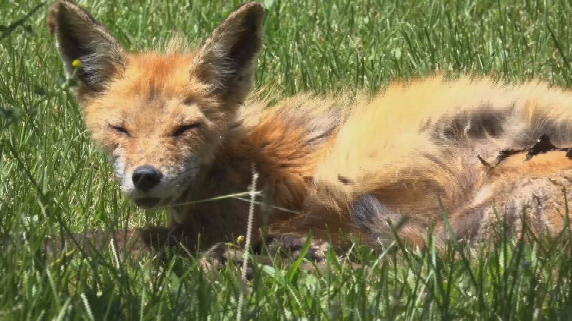 DPH: One exposed to fox with rabies in Greenwood County