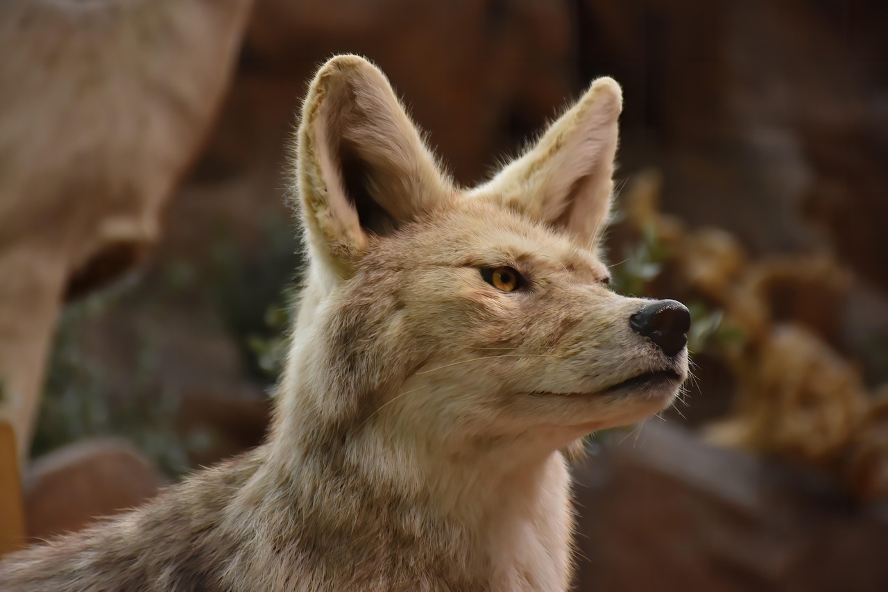 8 predator hunting calls that experienced coyote hunters rank above ...