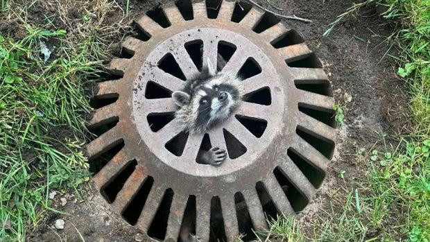 One raccoon's head stuck through sewer grate, another clawing to escape ...