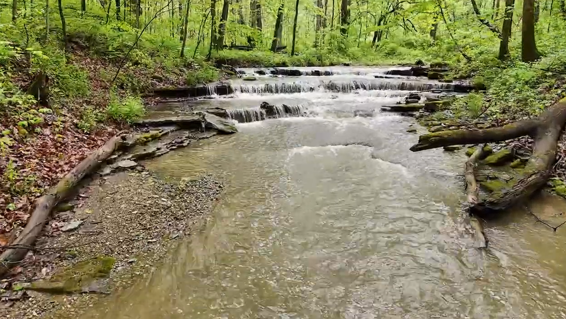 $75K grant secures Boston Creek forest preservation