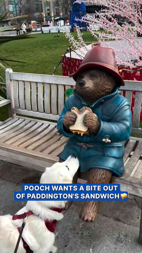 Dog tries to steal a bite of Paddington's sandwich