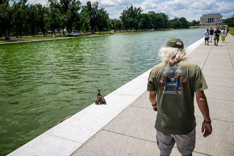 Trump wanted the Reflecting Pool to be 'American flag blue.' Algae is ...