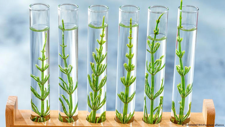 CRISPR gene-editing for crops: Precision tool or new risk?