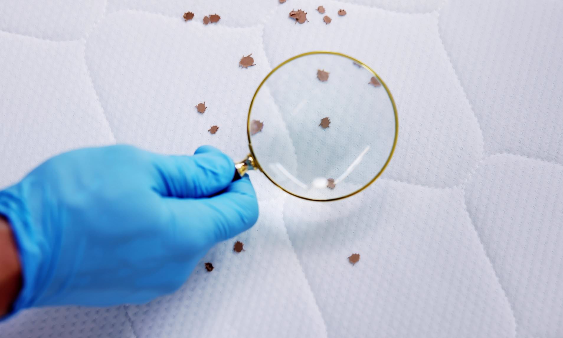 Rome named Europe's worst place for bed bug complaints and dirty mattresses