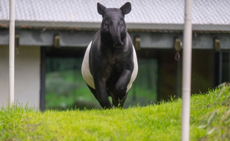 El joven tapir del zoológico Point Defiance se muda a un nuevo hogar