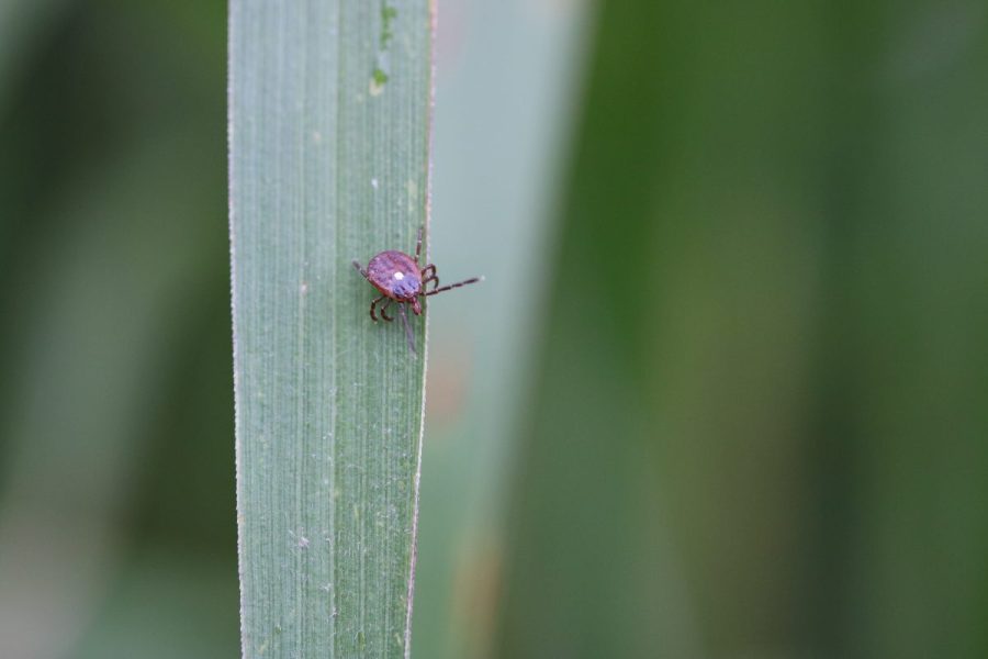 PA Rep. looks to require health care reporting of tick-borne illnesses