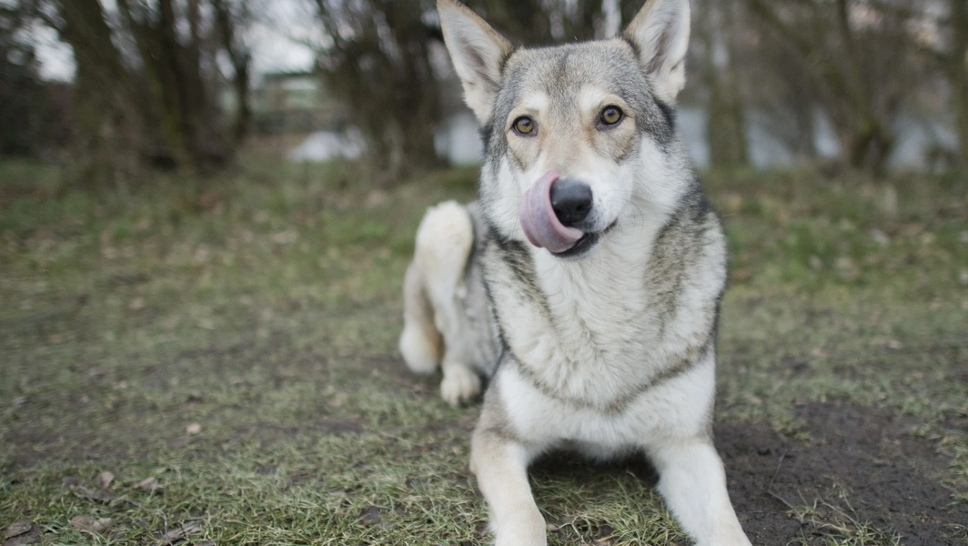 9 dog breeds with wolf-like features