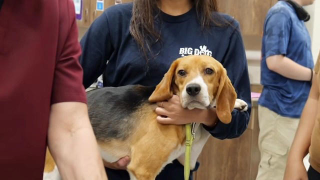 Rescued beagle presumed dead after apparent alligator attack is found ...