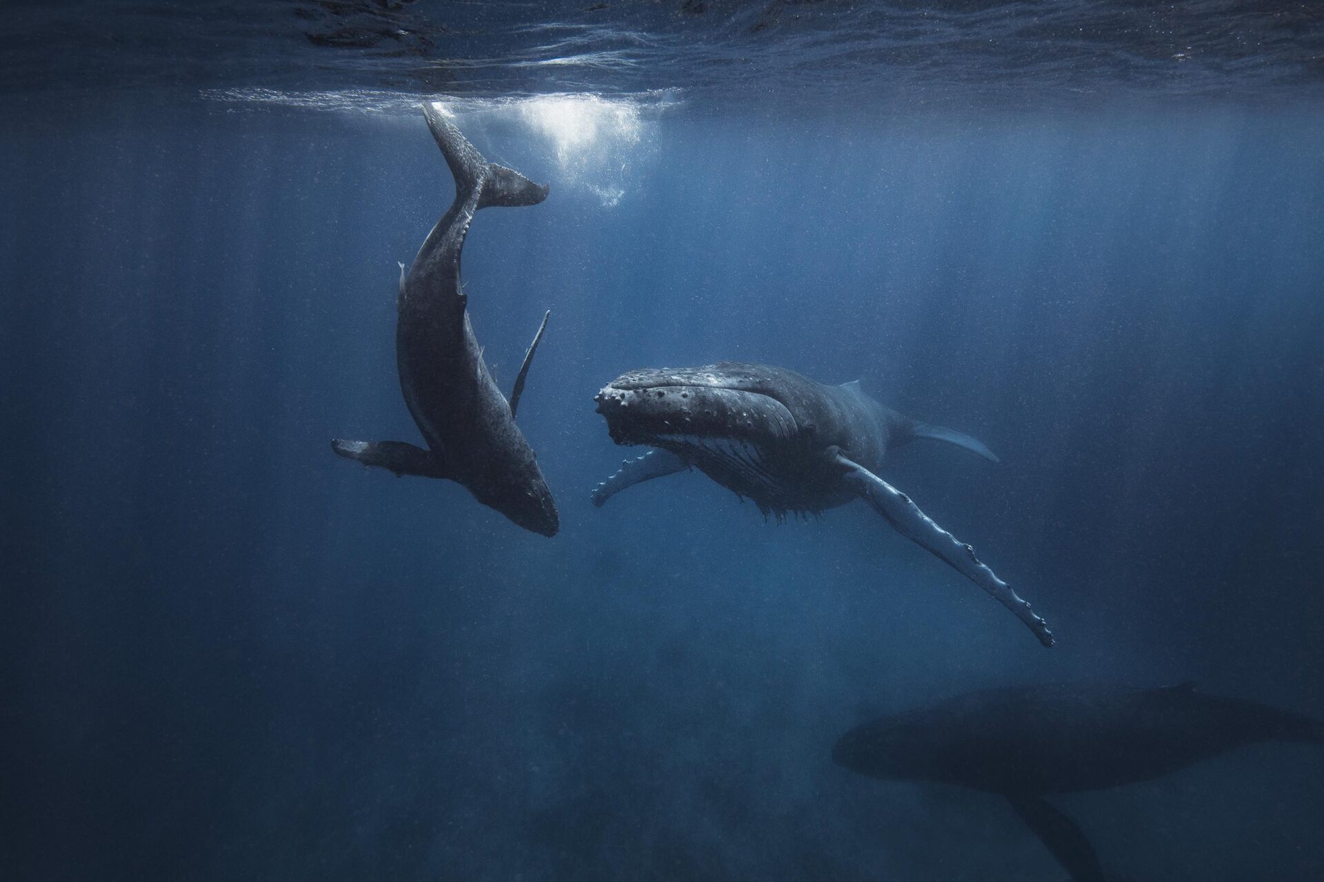 The great secret of the world's largest whale graveyard
