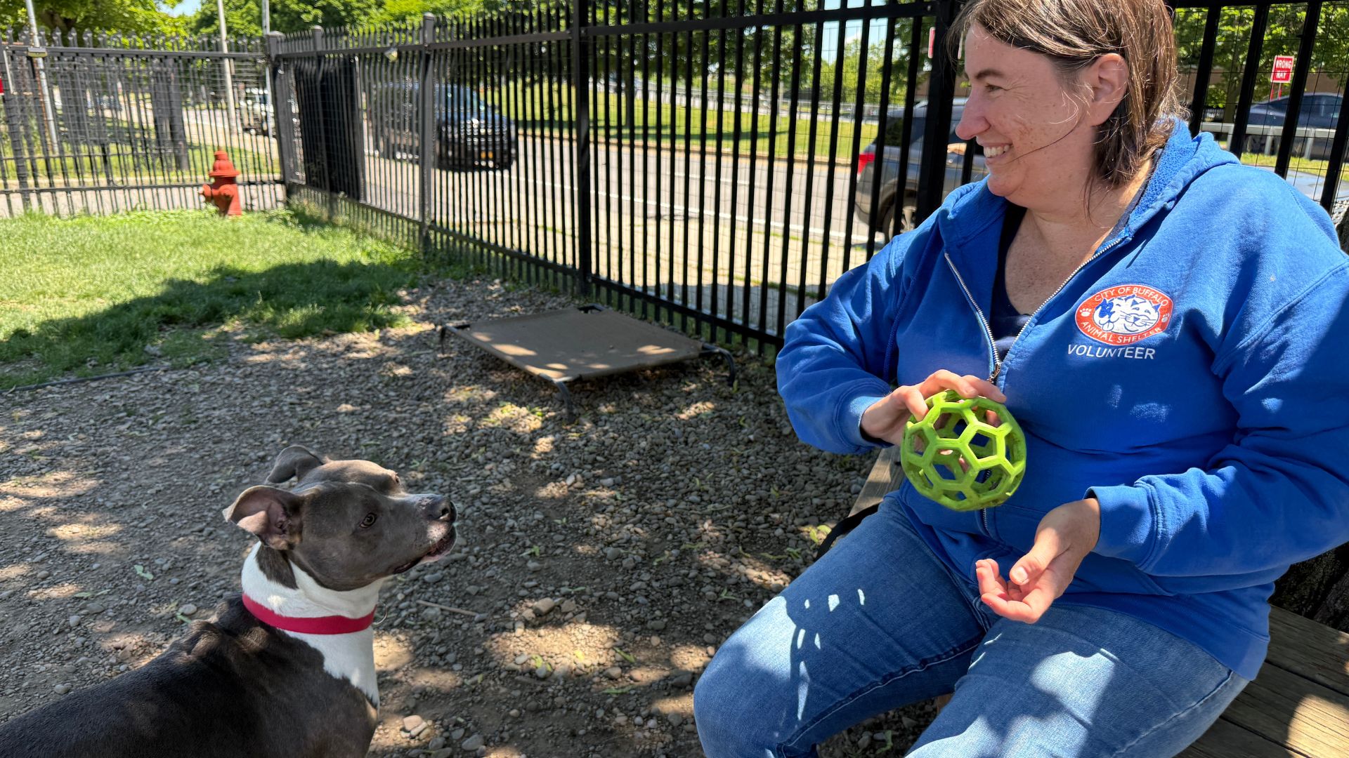 Buffalo animal shelter at capacity, needs fosters and adopters
