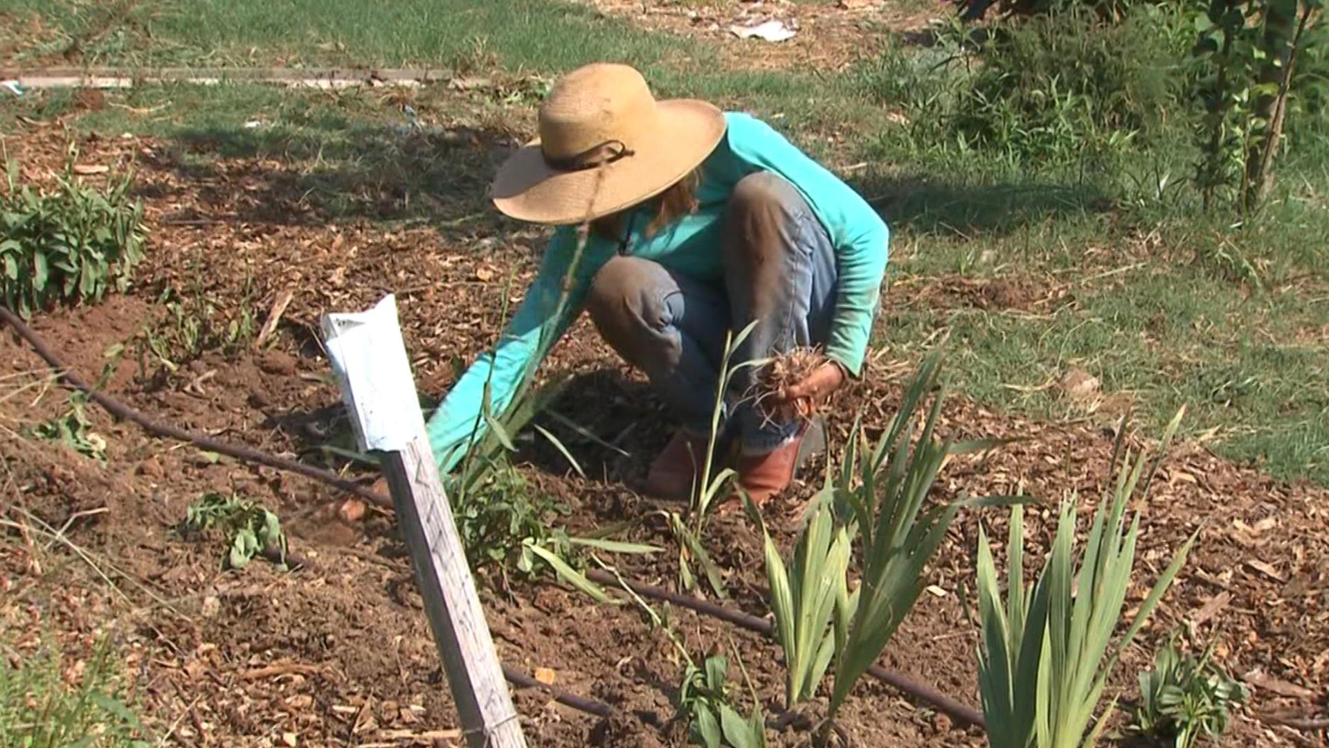 How you can protect your body while doing yard work