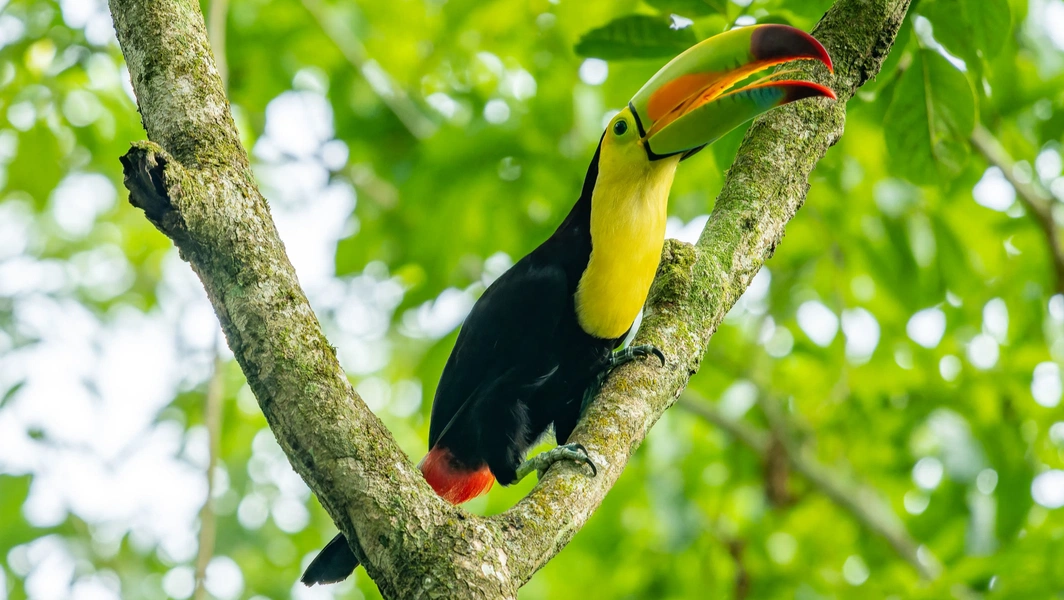 7 birds with strikingly colorful beaks