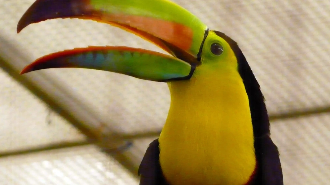 7 birds with strikingly colorful beaks