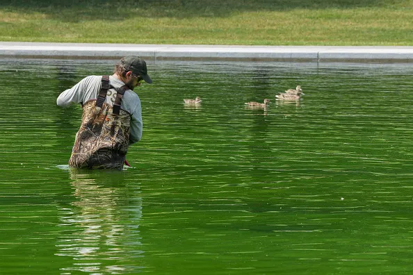 Watch live: Crew cleans Reflecting Pool after algae turned water green
