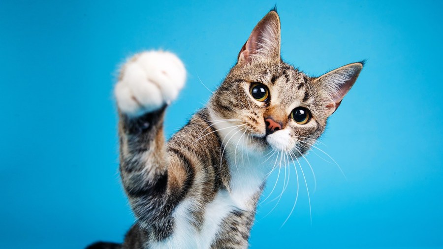 Wiregrass spay and neuter clinic holds Father’s Day male cat special