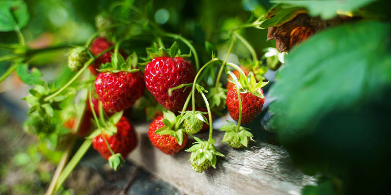 Amazon is selling the cutest strawberry growing kit that thrives inside