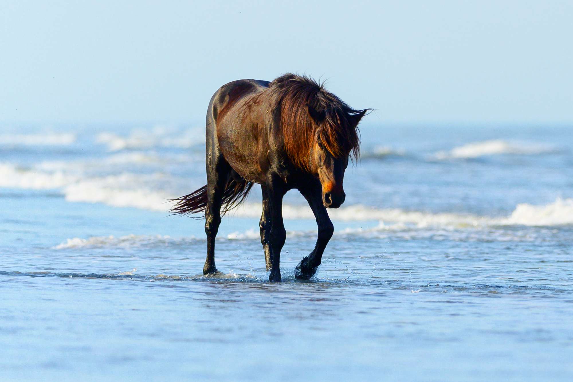Beloved North Carolina wild stallion dies after a fatal kick to the head