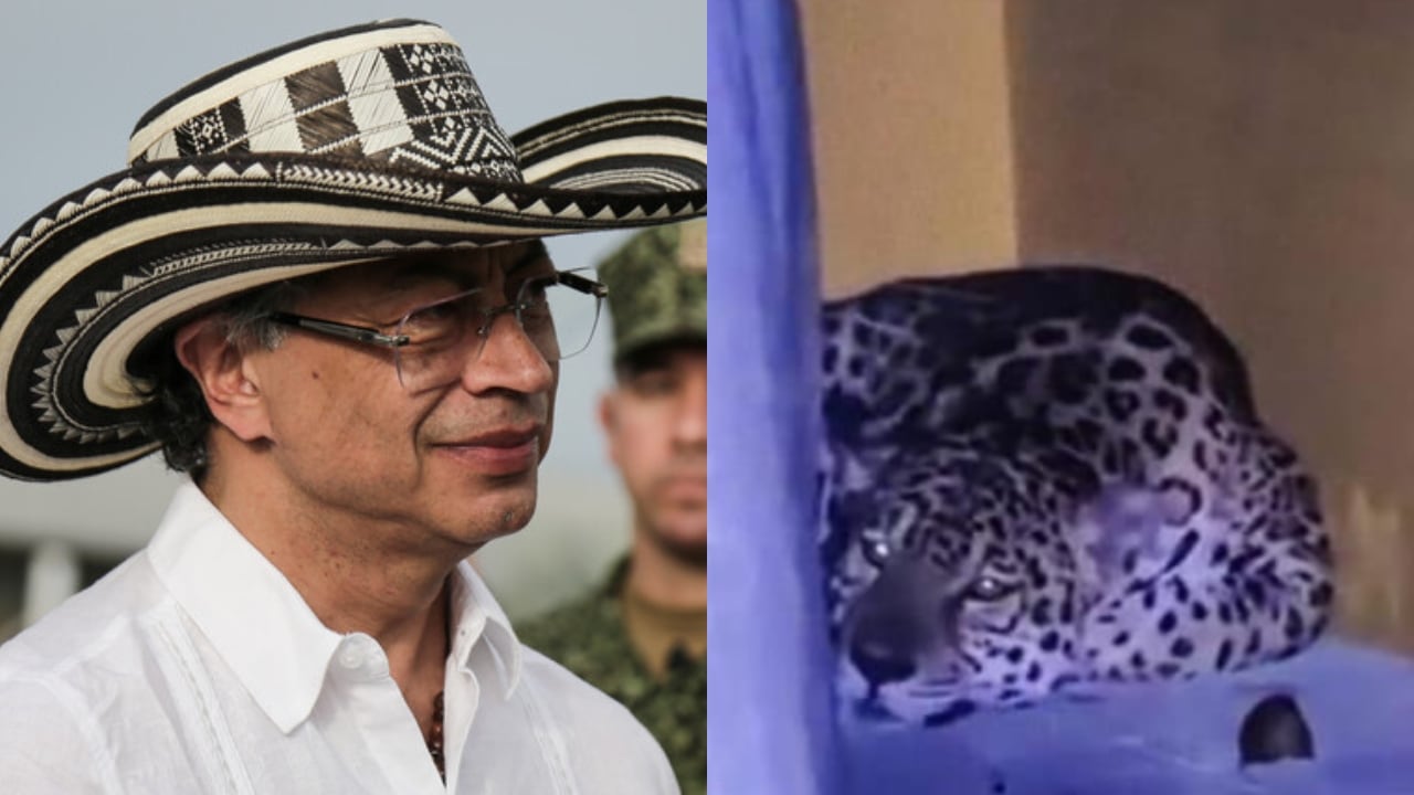 Peculiar mensaje de Gustavo Petro tras la aparición de un jaguar en las ...