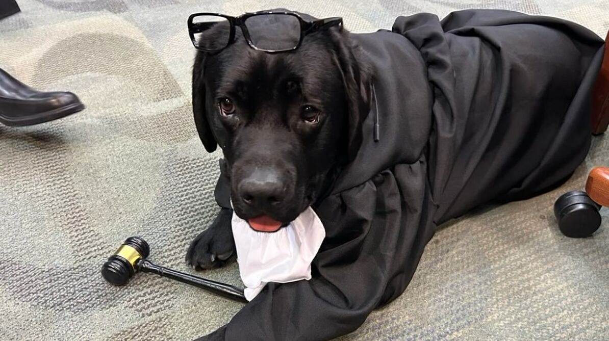 Therapy dog helps children testify in Genesee County court
