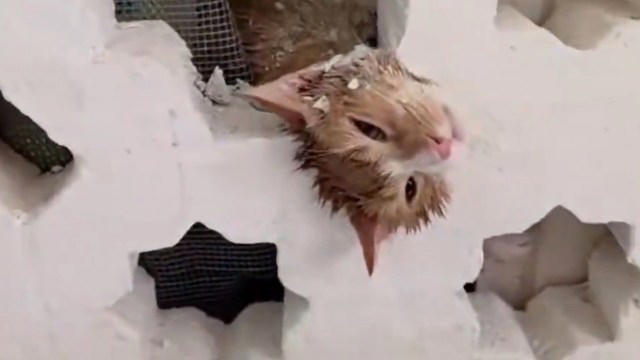 Meowing cat trapped head-first in wall is freed after firefighters ...