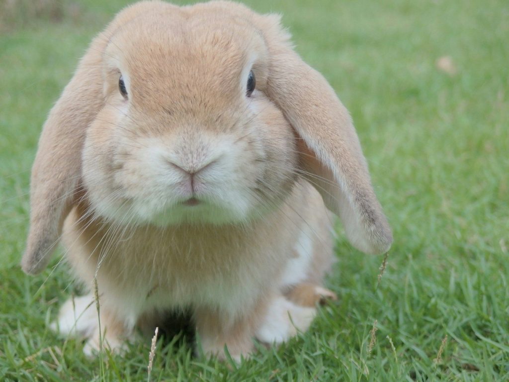 Rabbit diet warnings as experts highlight hidden health risks