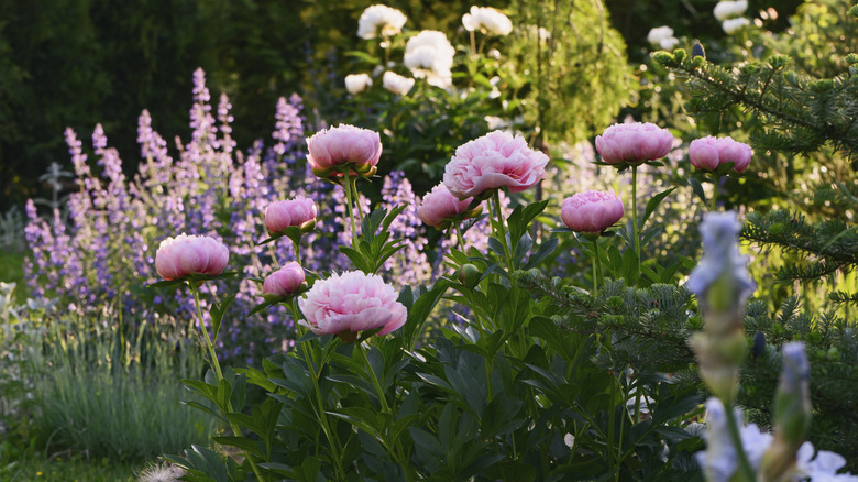 The companion flower for peonies that bloom at the same time
