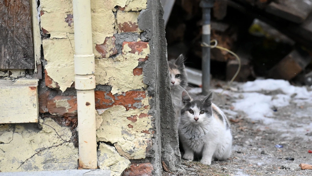 Why stray cats choose certain homes